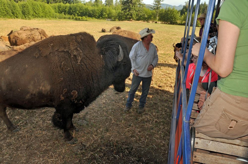 Welcome to Morning Star Bison Ranch